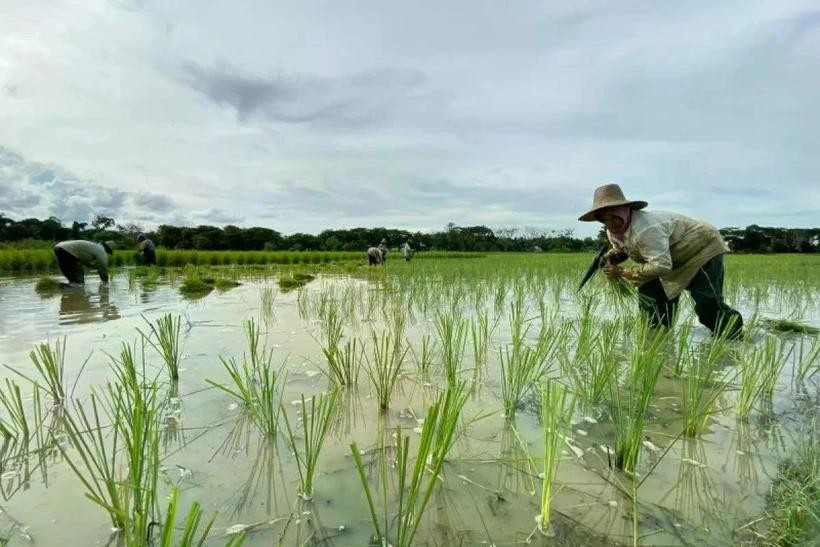 Agriculture drives Indonesia’s economic growth | Vietnam+ (VietnamPlus)
