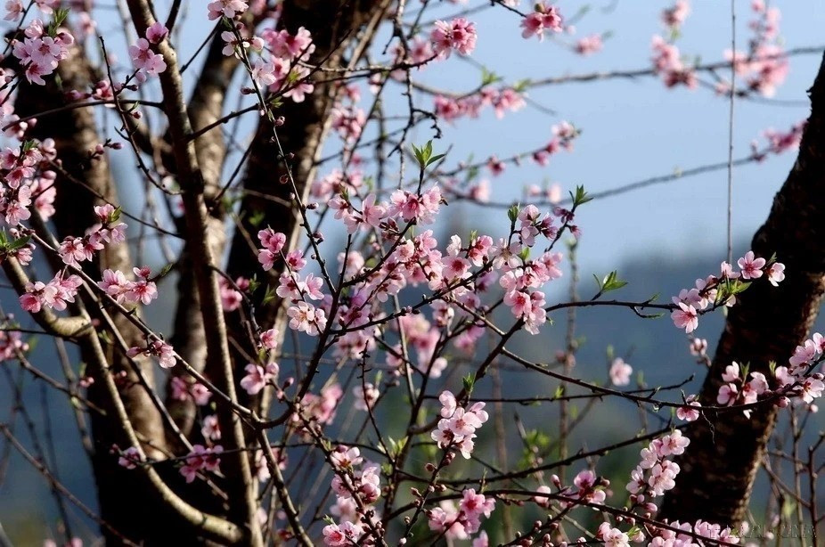 Peach blossoms brighten Vietnam's traditional Tet | Vietnam+ (VietnamPlus)