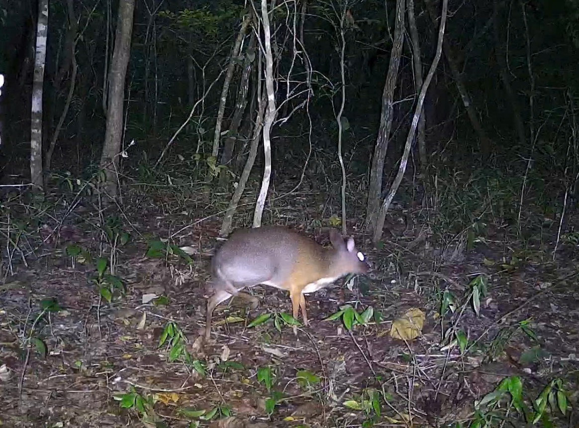 Rare species discovered in Dak Lak province | Vietnam+ (VietnamPlus)