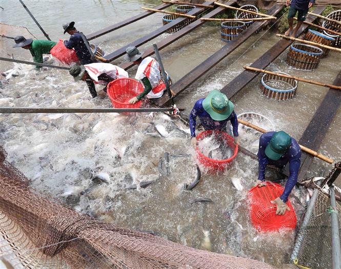 Mekong Delta uses high-tech to raise tra fish | Vietnam+ (VietnamPlus)