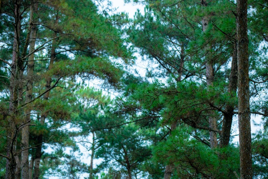 Yen Minh pine forest – a green land in the heart of karst plateau ...