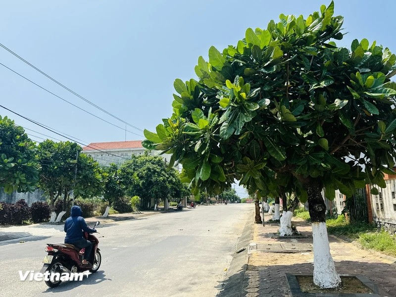Square-fruit Malabar Almond trees on Ly Son Island | Vietnam+ (VietnamPlus)