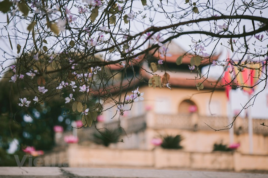 Ban flowers in full bloom in Hanoi | Vietnam+ (VietnamPlus)