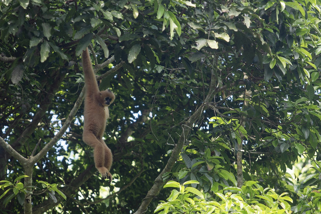 Cuc Phuong honoured Asia’s Leading National Park for 6th consecutive ...