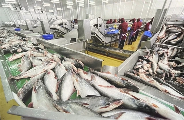 China spends 21 million USD importing Vietnam’s pangasius fish maws ...