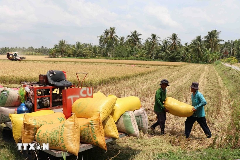 Vietnam leads in export rice prices globally | Vietnam+ (VietnamPlus)