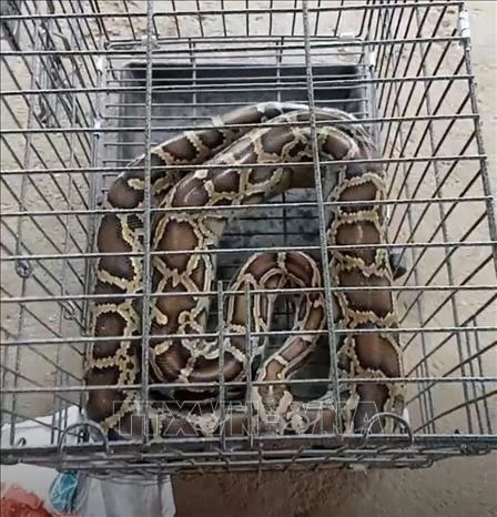 Another endangered python returns to nature in Nghe An | Vietnam+ ...