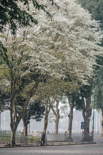 Hanoi’s favourite trees toppled by typhoon Yagi | Vietnam+ (VietnamPlus)