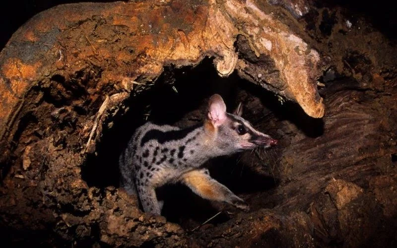 10 Owston’s palm civets born in captive environment | Vietnam+ ...