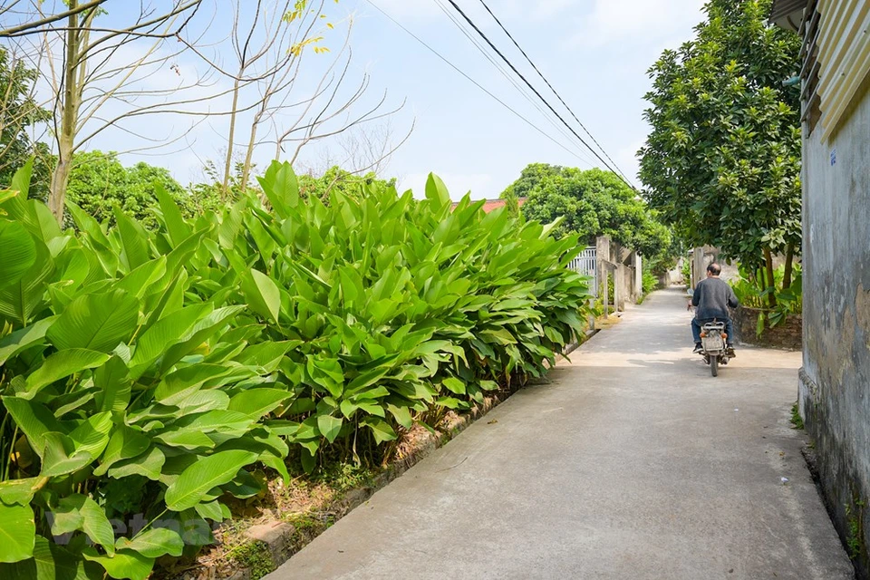 Dong leaf village of Trang Cat in Hanoi | Vietnam+ (VietnamPlus)