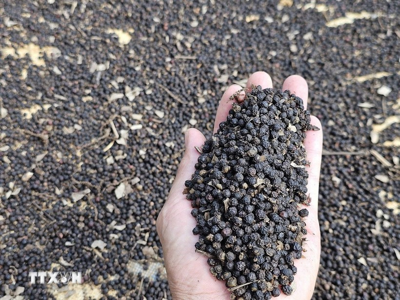 Vietnam’s pepper exports surpass 1 billion USD in first eight months | Vietnam+ (VietnamPlus)