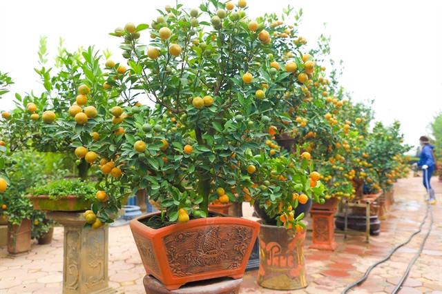 Kumquat tree store