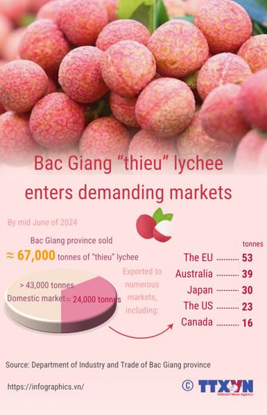 Bac Giang successfully exports lychee to demanding markets | Vietnam+ (VietnamPlus)