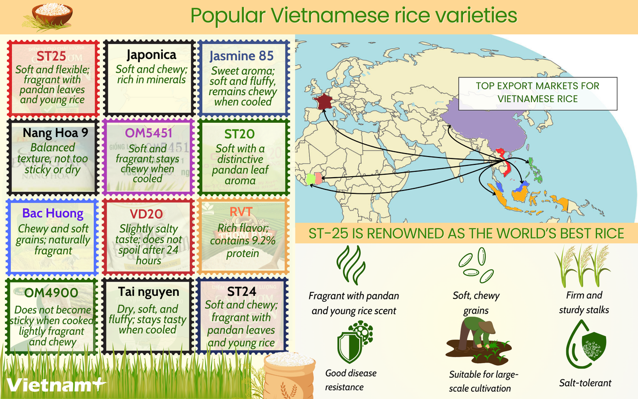 Popular Vietnamese rice varieties on global market | Vietnam+ (VietnamPlus)