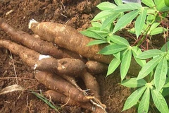 cassava | Vietnam+ (VietnamPlus)