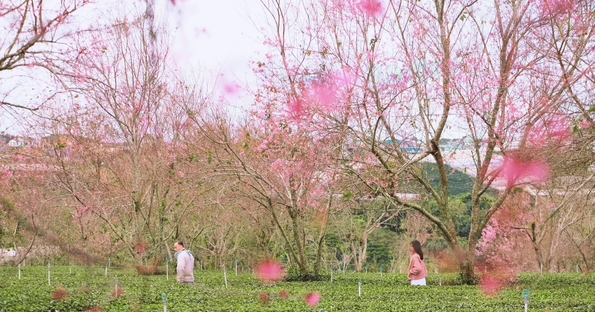 Da Lat’s charm in cherry blossom season | Vietnam+ (VietnamPlus)