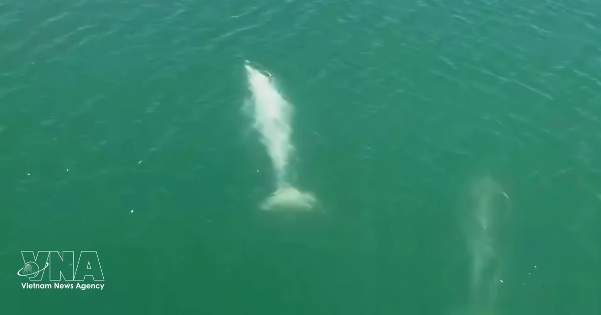 Large dolphins spotted near shore off Cai Chien Island