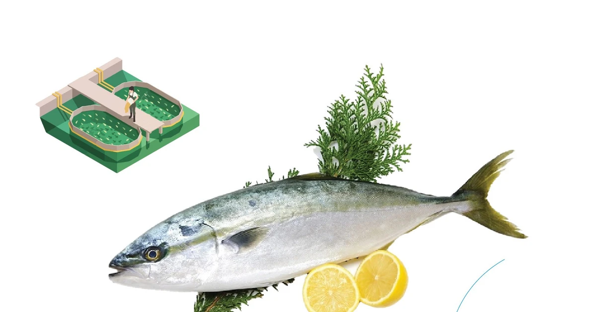 Vietnam becomes the first country to successfully breed yellowtail ...