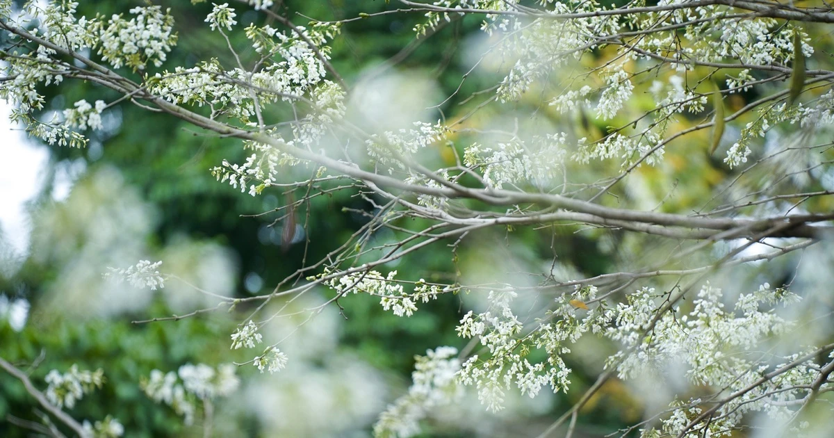Pure white sua blossoms adorn Hanoi streets | Vietnam+ (VietnamPlus)