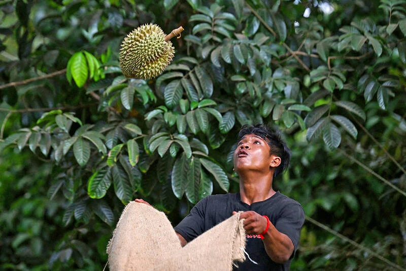 Heat wave ravages Thailand's durian farms | Vietnam+ (VietnamPlus)