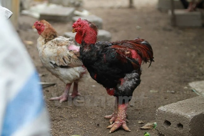 Dong Tao big-drumstick chicken have collective trademark | Vietnam+ ...