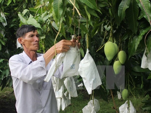 The growth of three-colour mangoes in Mekong Delta province | Vietnam+ ...