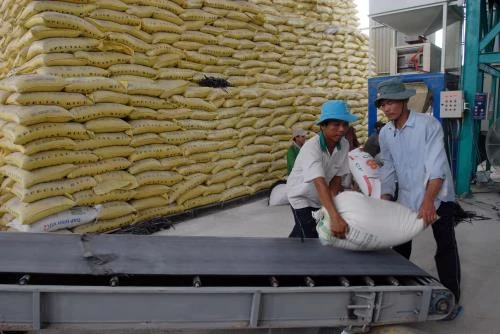 Advanced post-harvest rice technologies introduced | Vietnam+ (VietnamPlus)