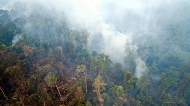 Indonesia spends millions of USD to stamp out forest fires | Vietnam+ ...