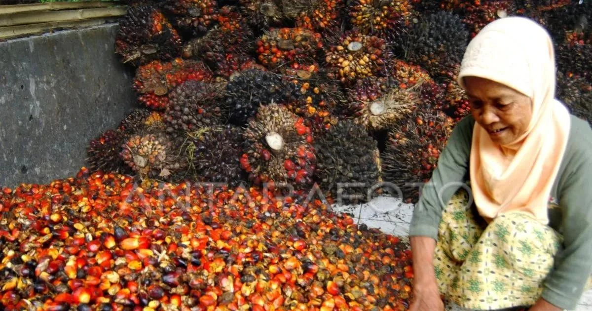 Indonesia eyes to become world’s palm oil price setter | Vietnam+ ...