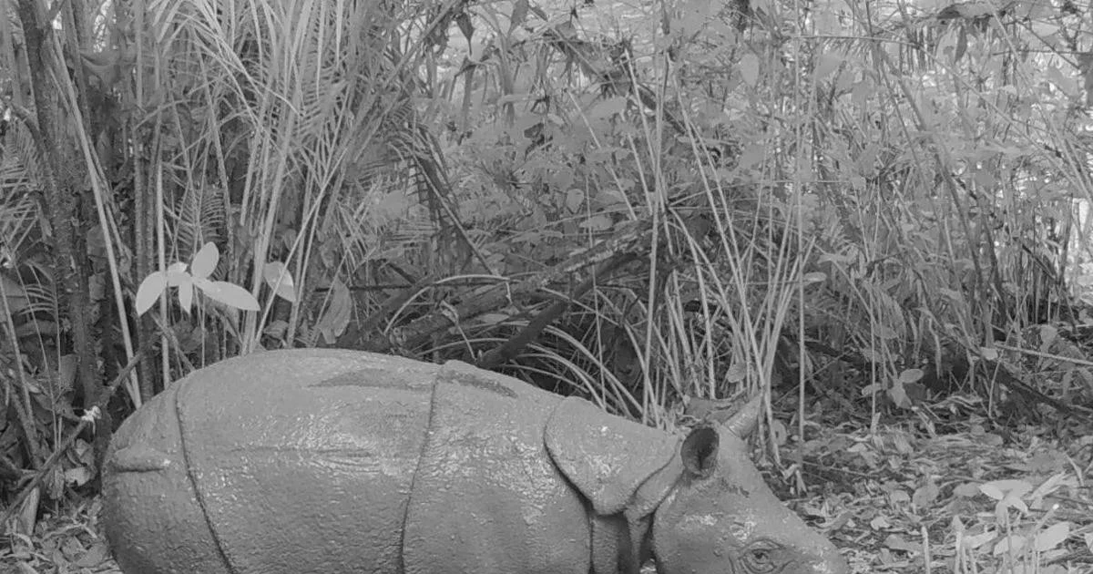 New Javan rhino calf spotted at Indonesia’s national park | Vietnam+ ...