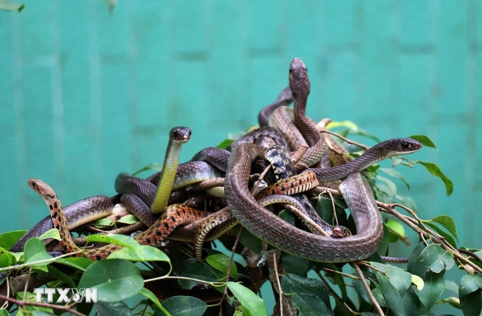 Explore unique "Snake Kingdom" ahead of the year of the snake ...