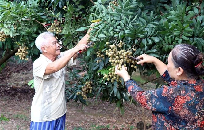 Longan farms – Hung Yen’s popular tourist attraction | Vietnam+ ...