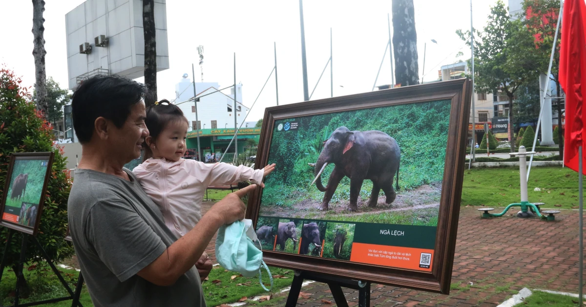 Elephant Conservation Week 2025 launched in southern Dong Nai province ...