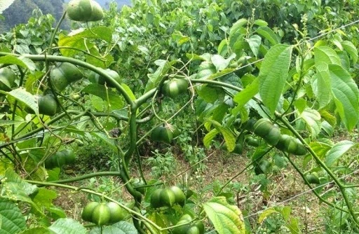 Initial success with planting Sacha Inchi tree | Vietnam+ (VietnamPlus)