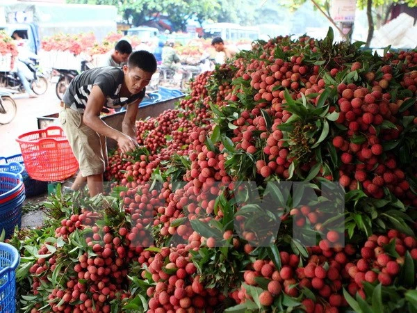 Workshop boosts fresh lychee exports via Lang Son border gates ...
