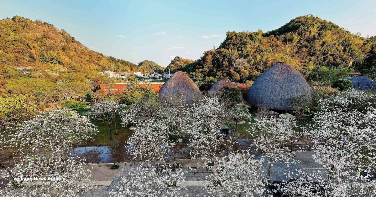 Ban flowers in full bloom attract visitors to Son La | Vietnam+ ...