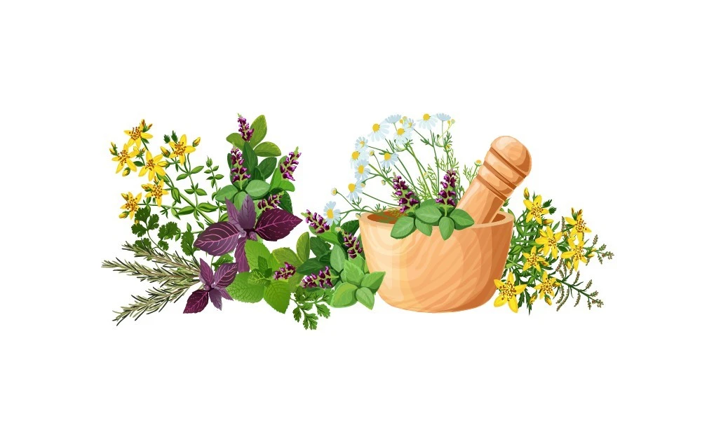 Party chief calls for stronger development of traditional medicine in ...