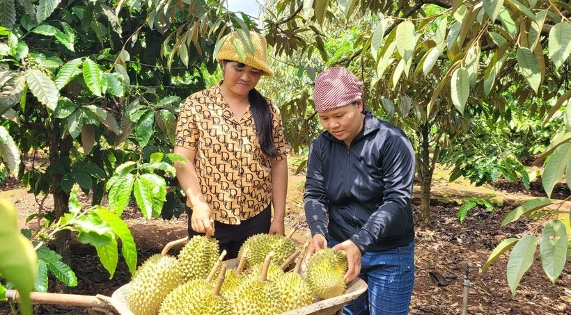 Fruit and vegetable exports rebound, targeting 8 billion USD in 2025