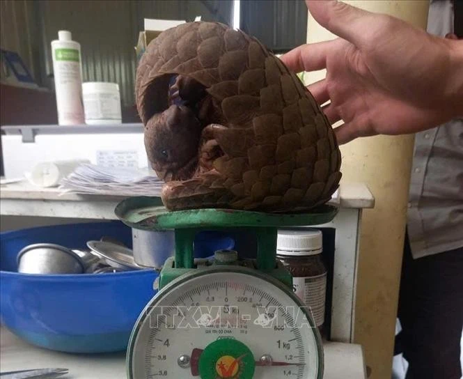 Endangered Javan pangolin handed over to forest rangers in Quang Tri ...
