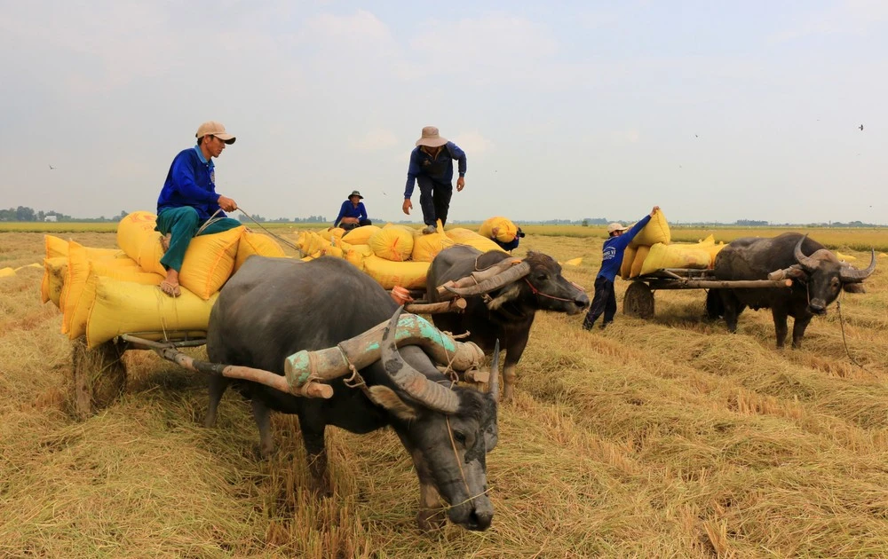 Timeless charm of the Mekong delta: Buffalo carts transporting rice in ...