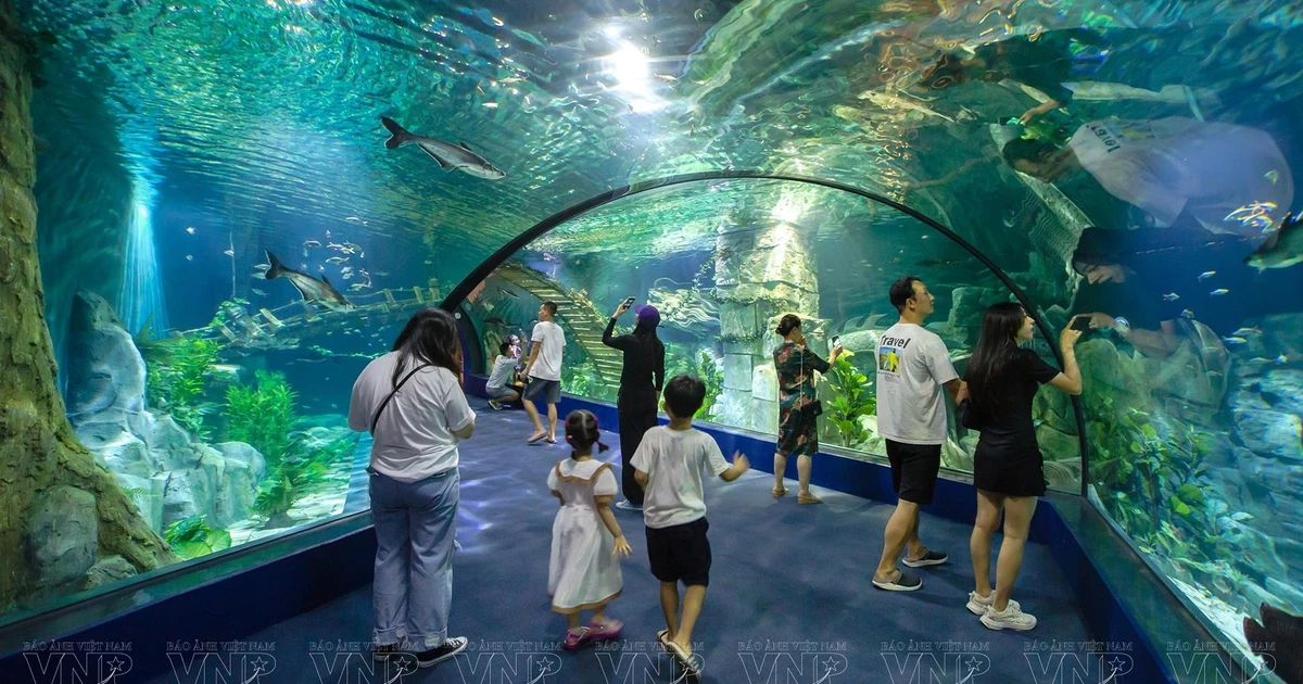 Aquatic wonders at Lotte World Hanoi Aquarium
