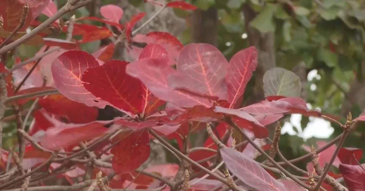 Con Dao’s romantic beauty during catappa trees' fall foliage season ...