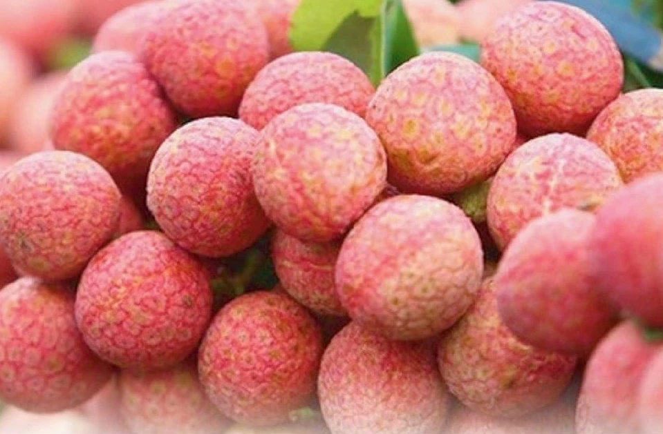 Bac Giang successfully exports lychee to demanding markets | Vietnam+ (VietnamPlus)