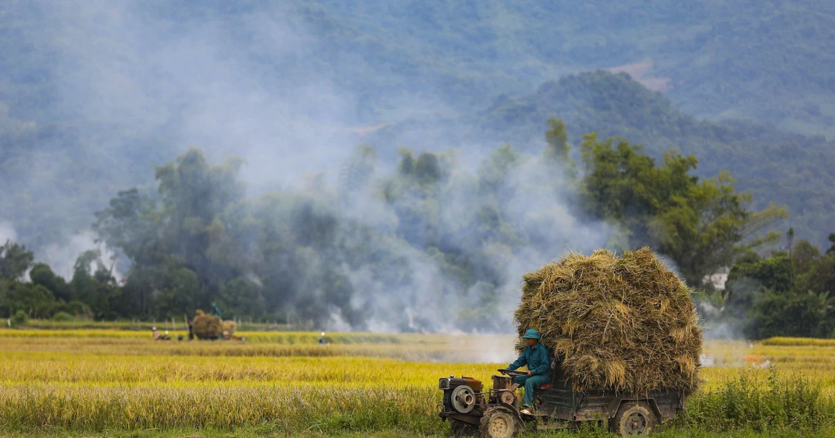 Golden-ripened rice season in Dien Bien | Vietnam+ (VietnamPlus)