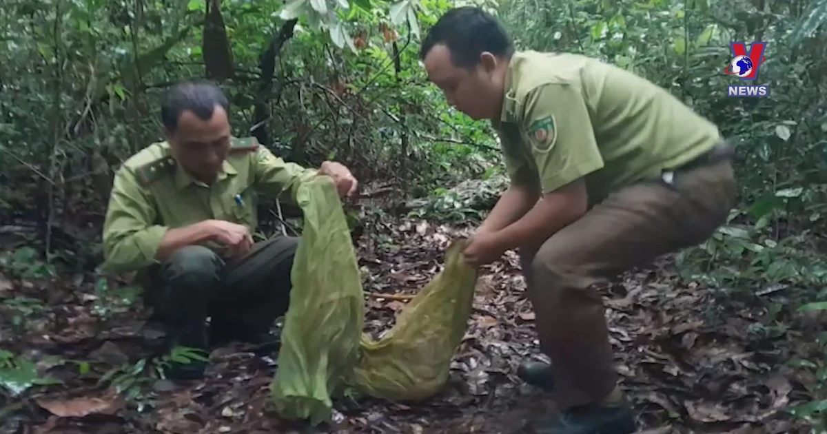 Tay Ninh rangers release pangolins back into the wild | Vietnam+ ...
