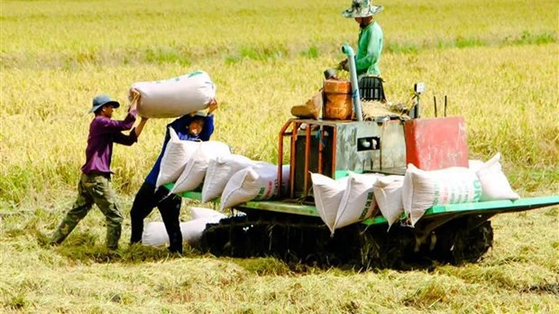 Hanoi focuses on building rice trademark | Vietnam+ (VietnamPlus)