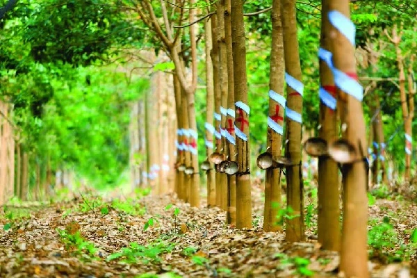 Vietnam’s rubber industry goes green | Vietnam+ (VietnamPlus)