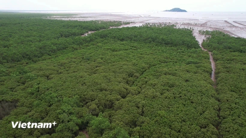 Vietnam needs to keep ecosystem balance to achieve net-zero emissions ...