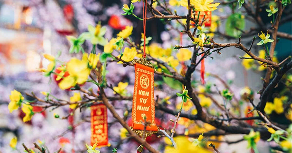 Yellow apricot blossom – flower of traditional Tet | Vietnam+ (VietnamPlus)
