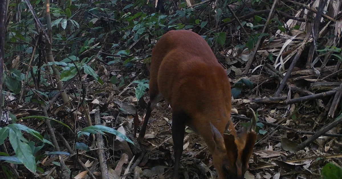 Rare muntjacs detected in Thanh Hoa’s Pu Hu Nature Reserve | Vietnam+ ...